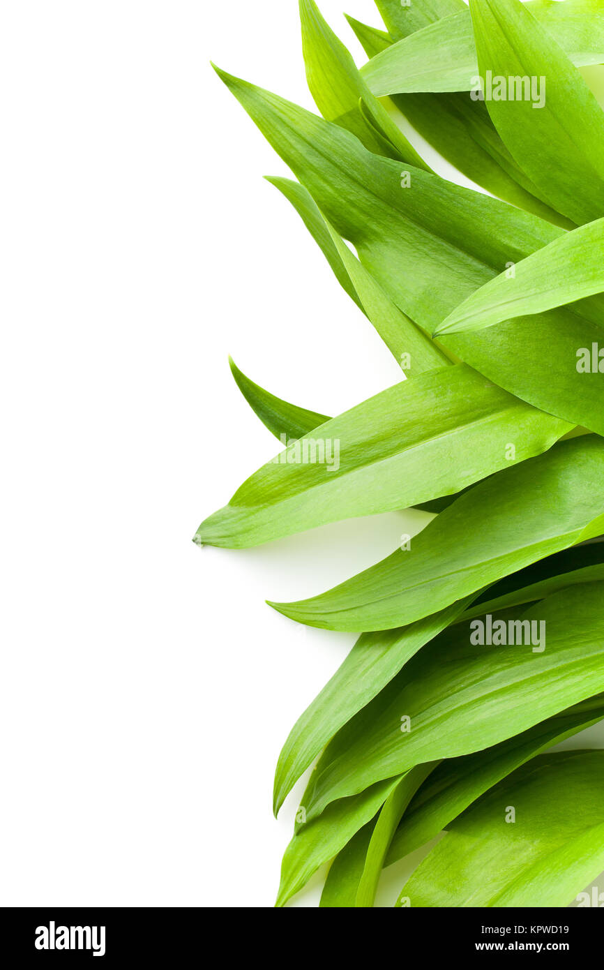 Fresh ramsons leaves Stock Photo - Alamy