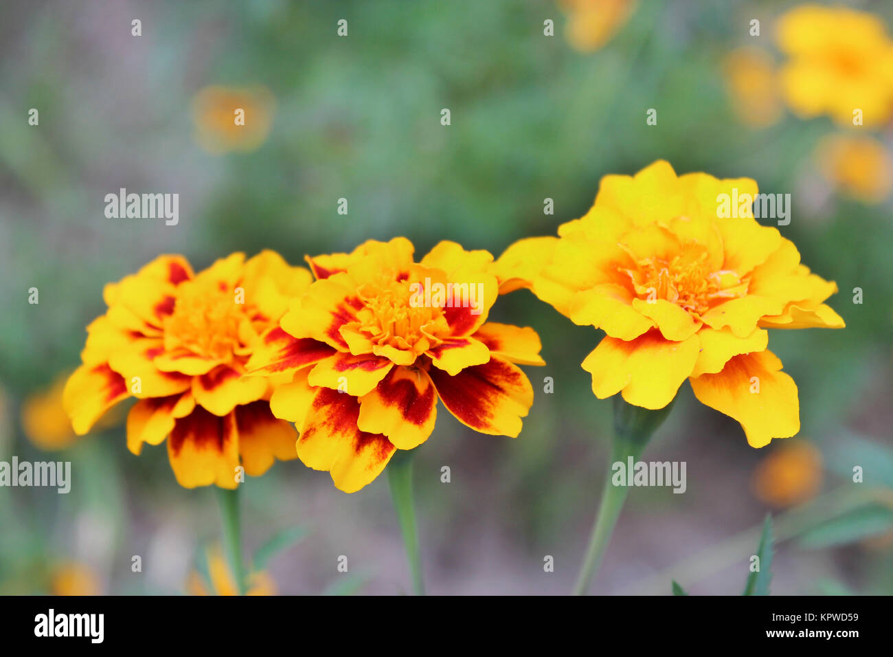 beautiful flowers of marigolds Stock Photo - Alamy