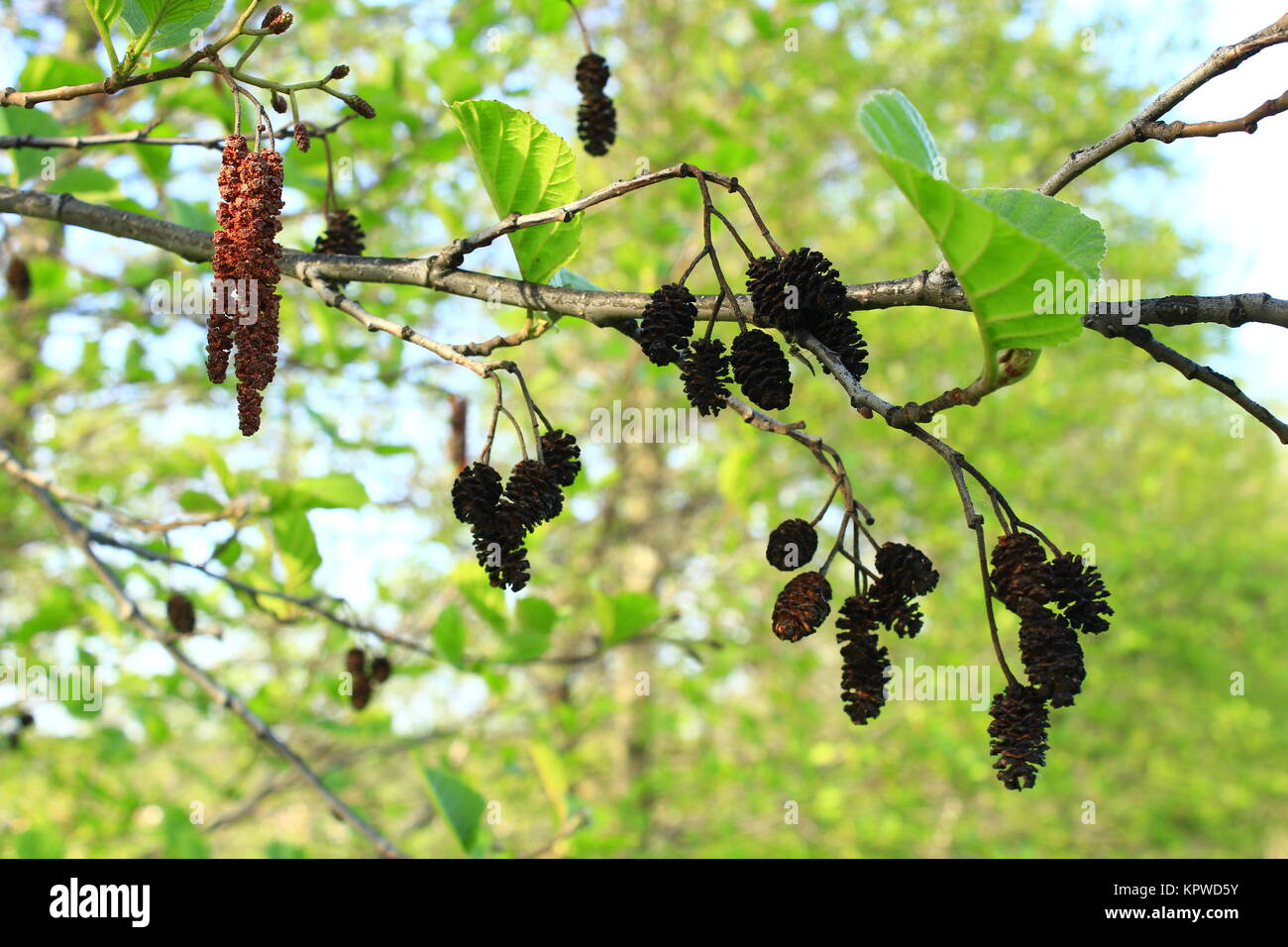 alder with catkins and cones in the spring Stock Photo - Alamy
