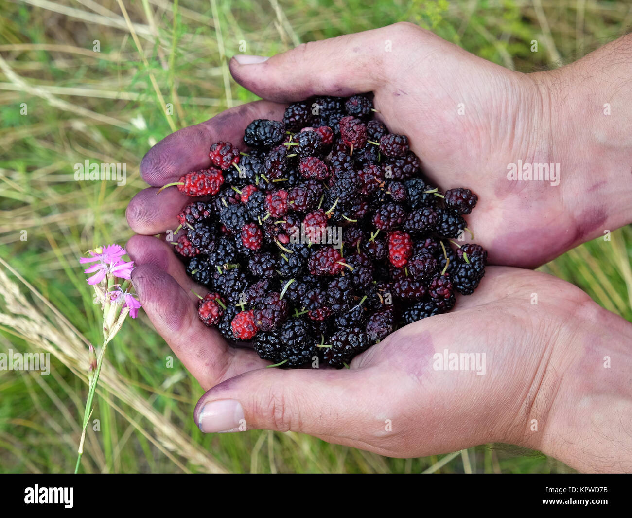 Handful of wild black mulberries Stock Photo - Alamy