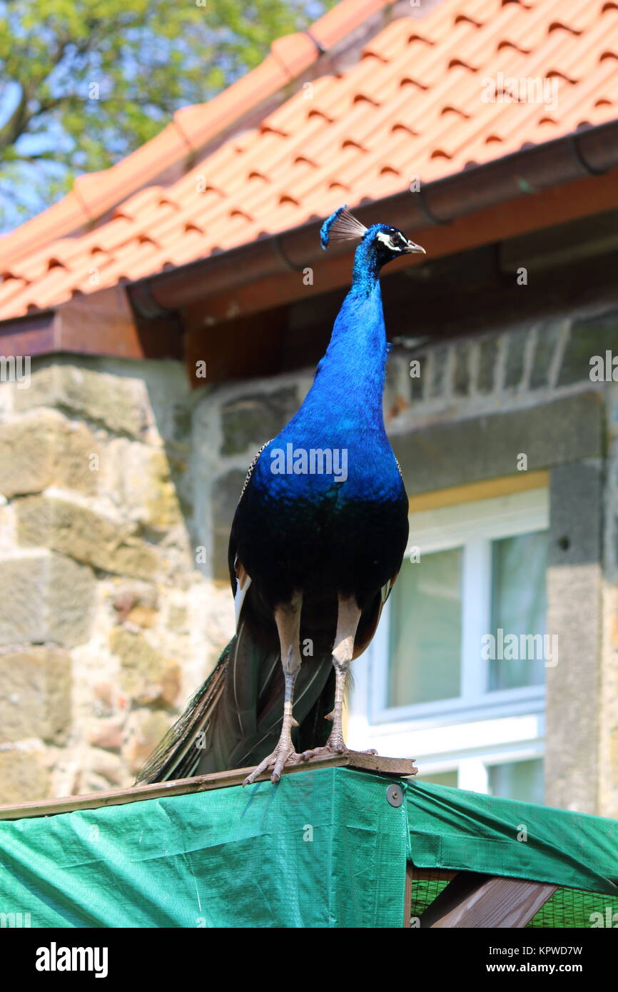 Male feathers hi-res stock photography and images - Alamy