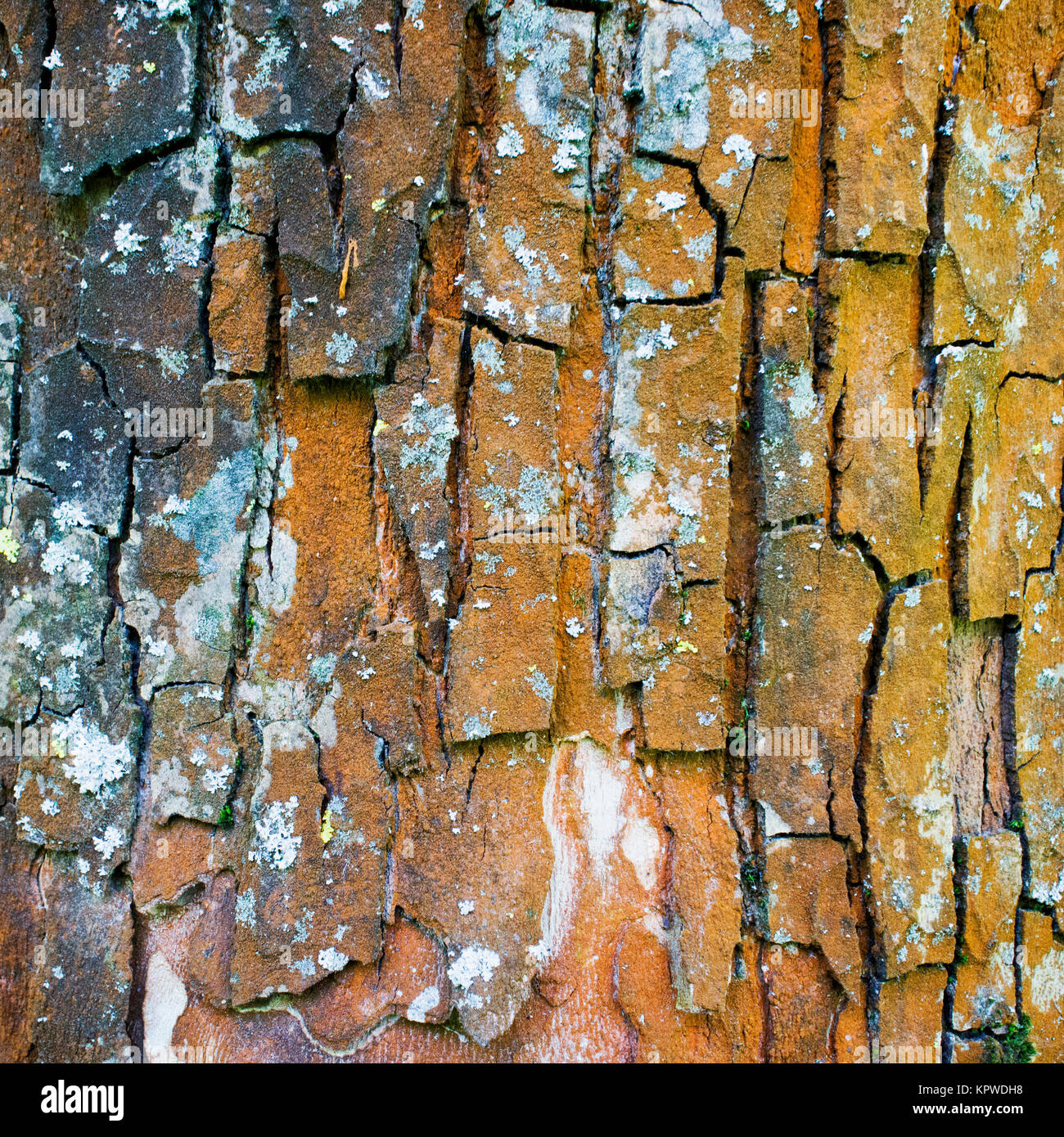 Bark background, close up Stock Photo - Alamy