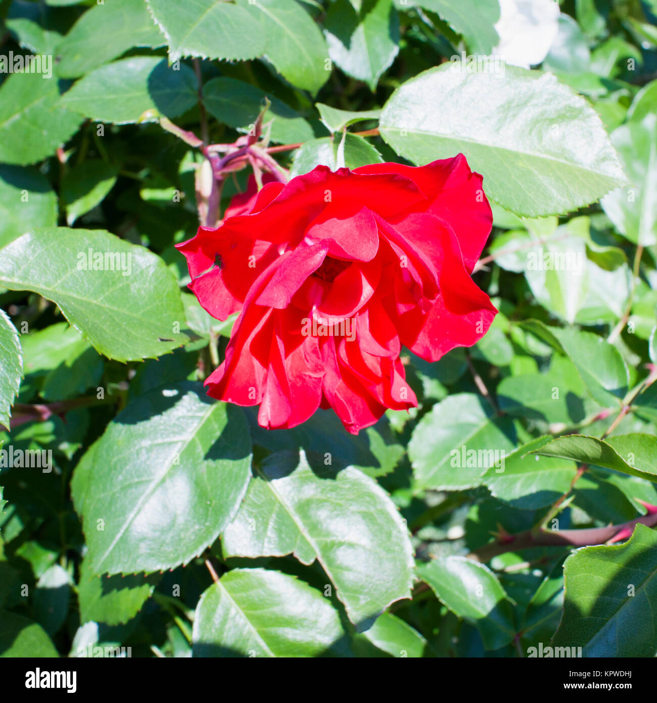 Wild red rose Stock Photo - Alamy
