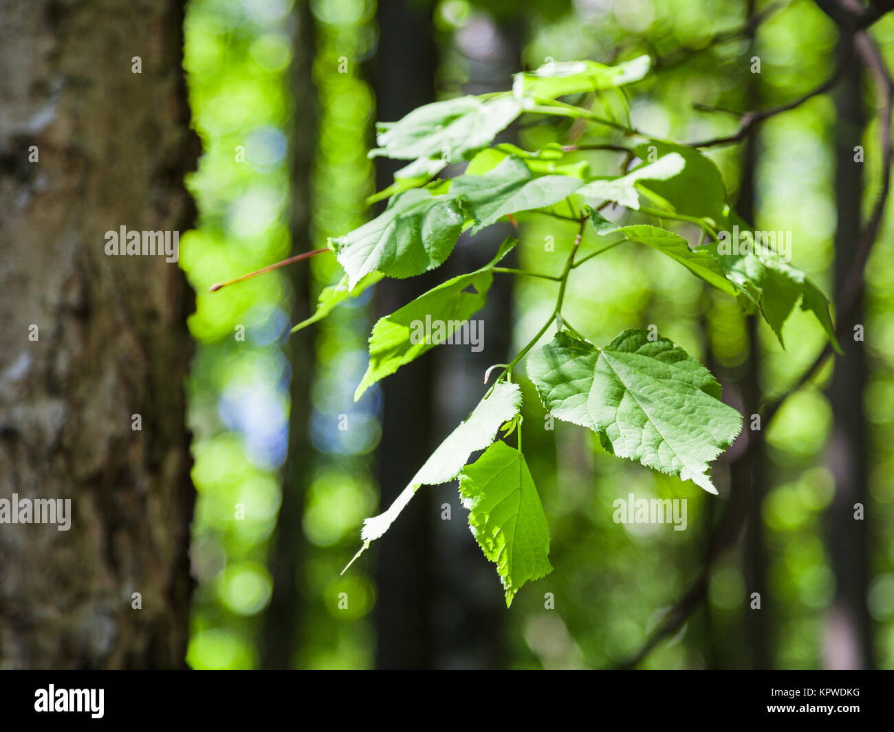 green leaves of hazel tree close up in forest Stock Photo - Alamy