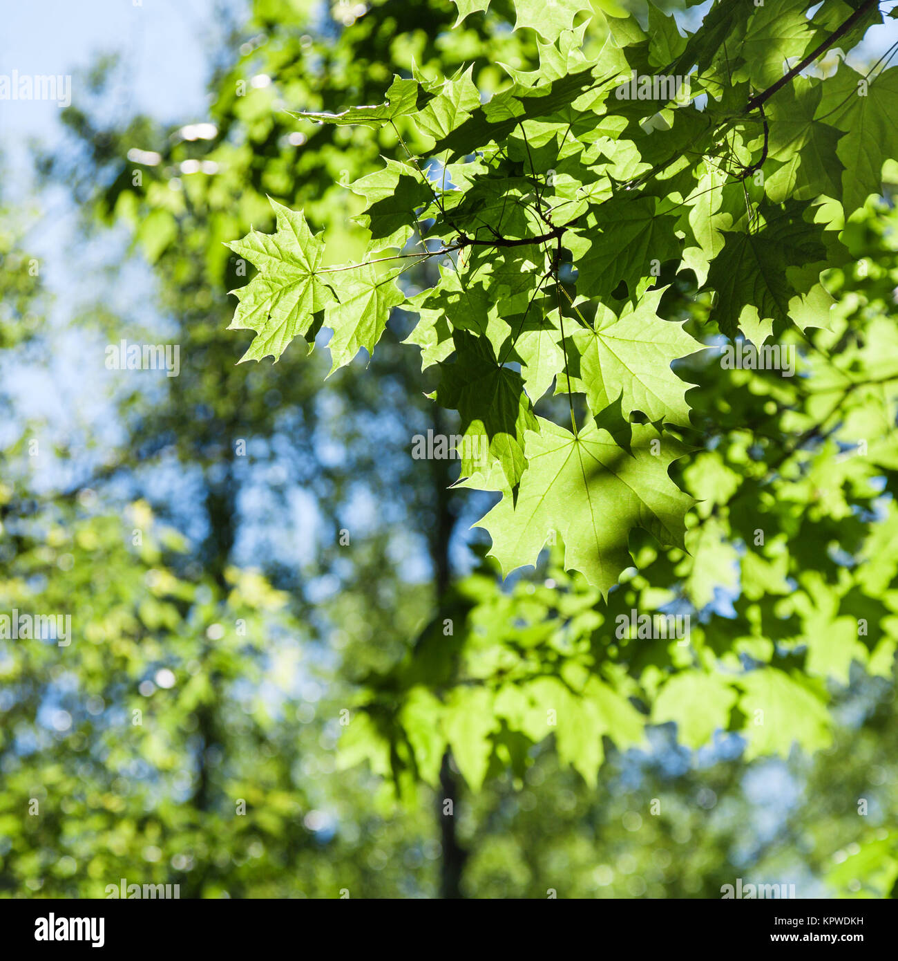 maple tree leaves close up in green forest Stock Photo - Alamy