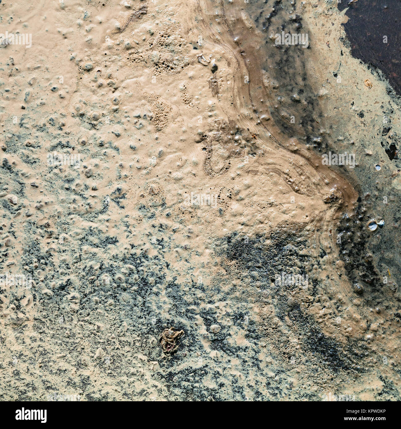 birch pollen on wet ground after rain Stock Photo - Alamy