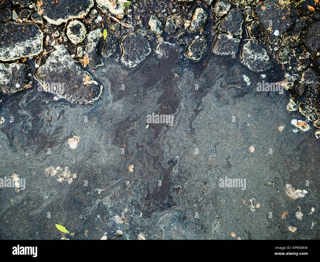 birch pollen on surface of water in spring season Stock Photo - Alamy
