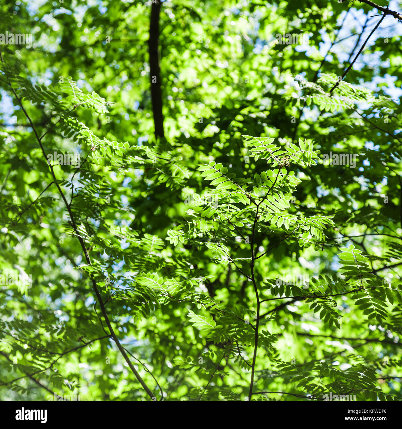 green leaves of acacia tree illuminated by sun Stock Photo - Alamy