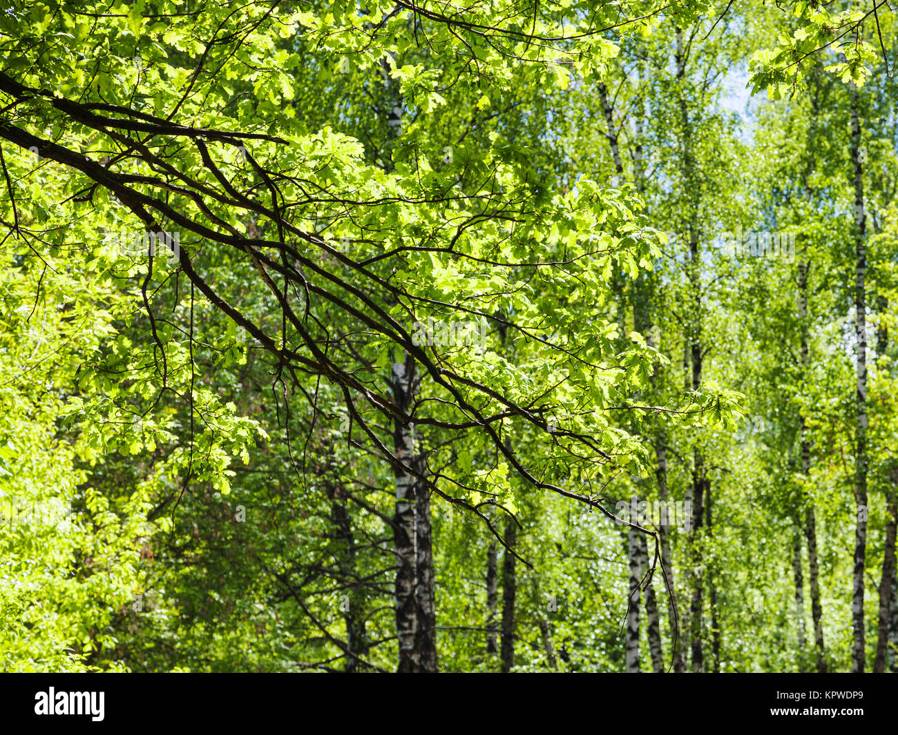 oak branch and birch trees in green forest Stock Photo - Alamy