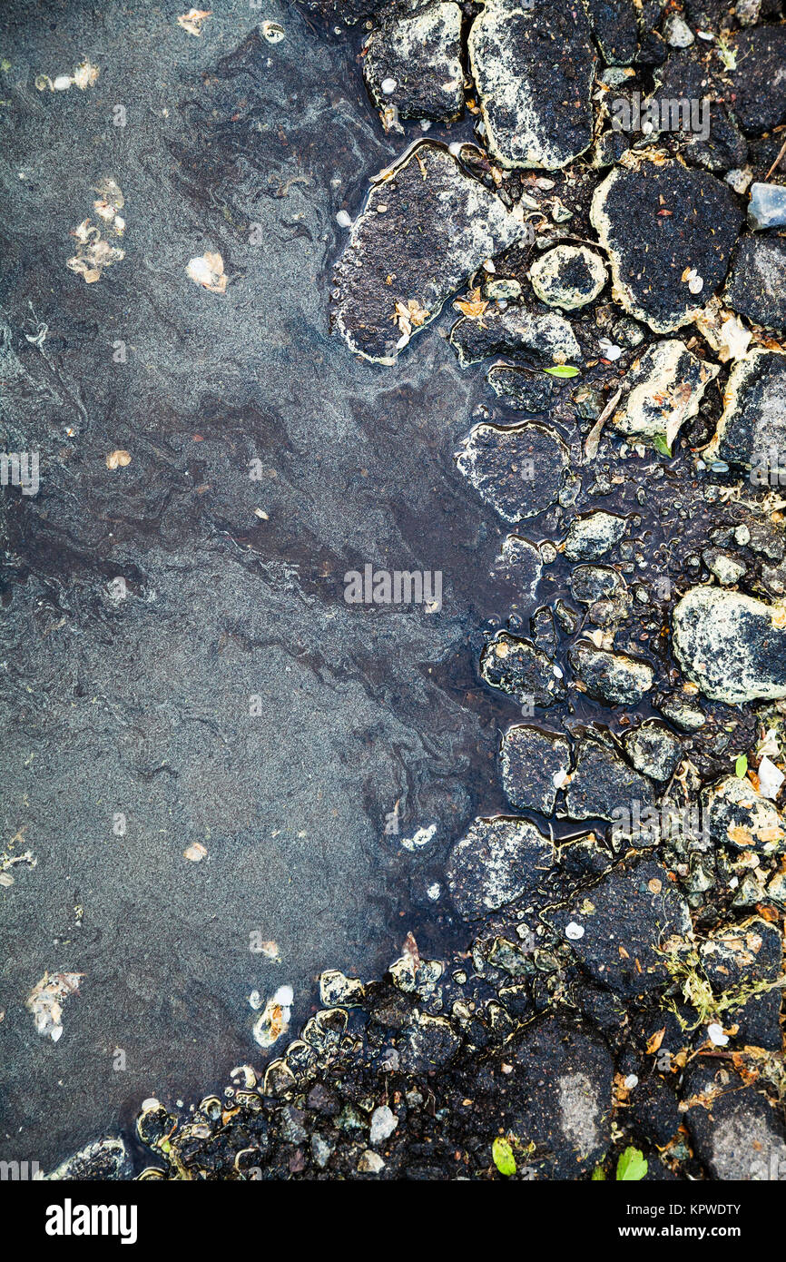 birch pollen on stone and surface of puddle Stock Photo - Alamy