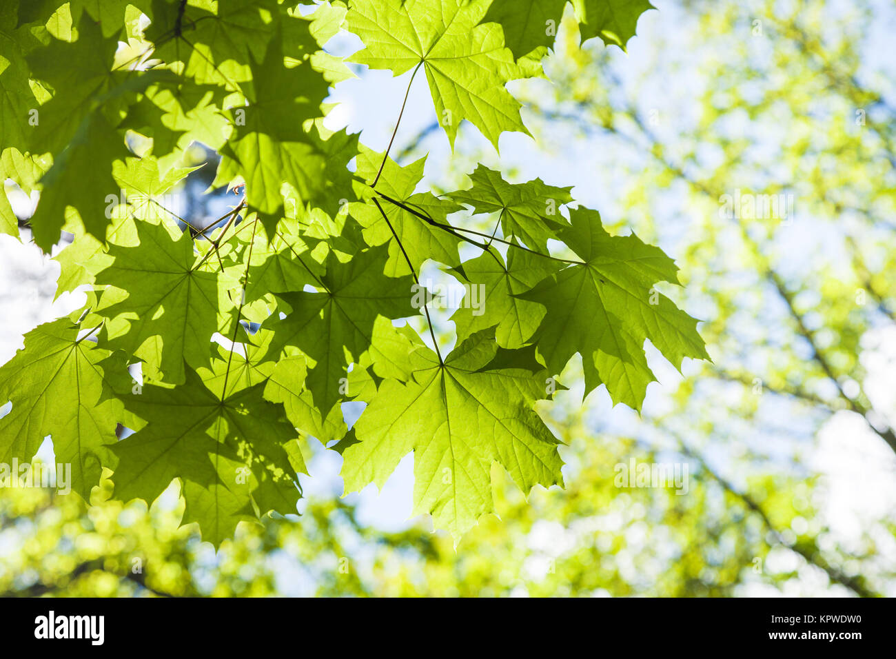 green leaves of maple tree close up and blue sky Stock Photo - Alamy