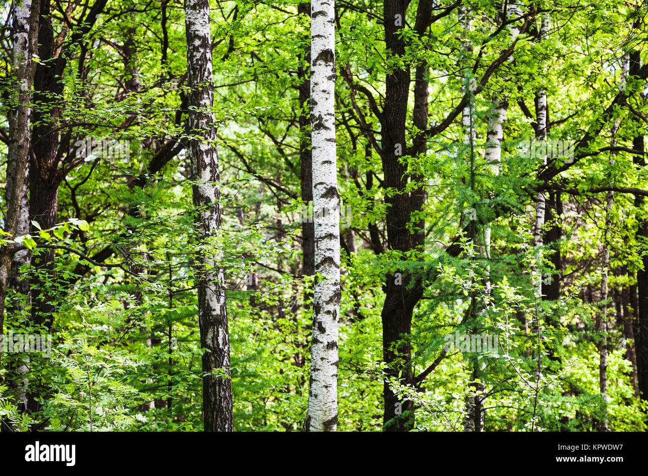 birch, alder, aspen, larch trees in green forest Stock Photo - Alamy