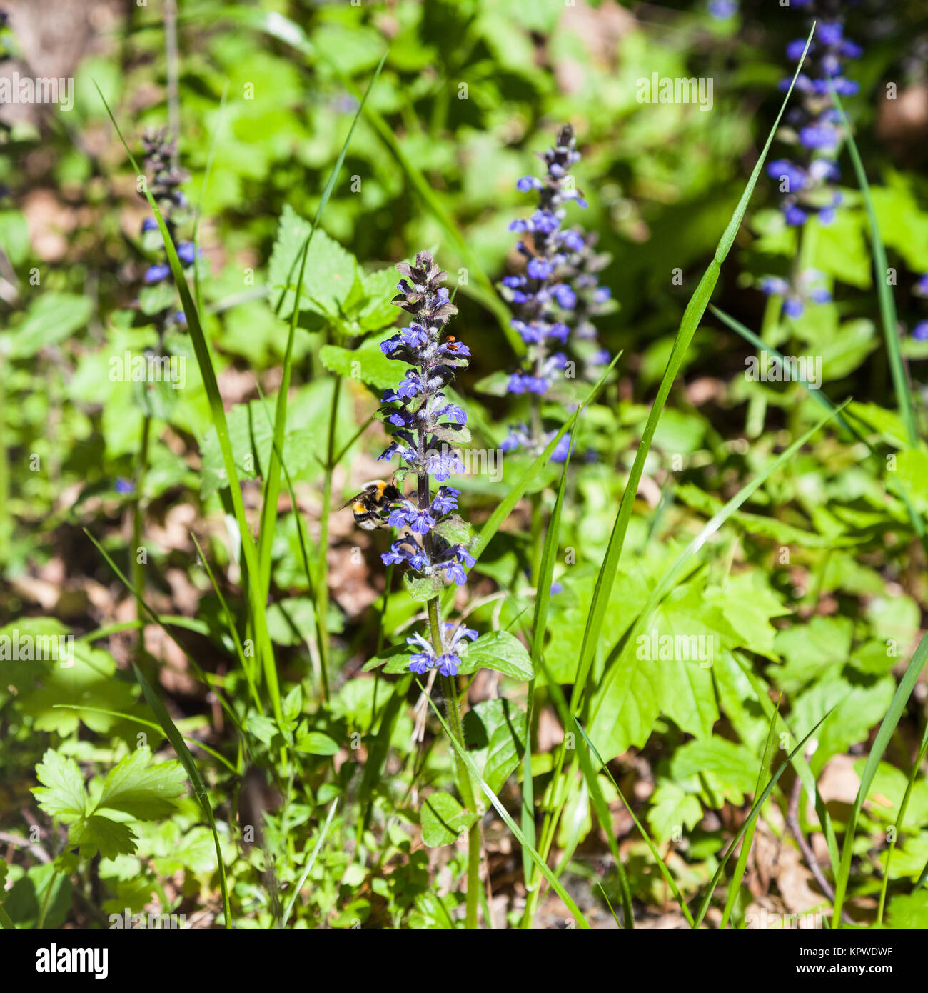 blue flowers of Pulmonaria (lungwort Stock Photo - Alamy