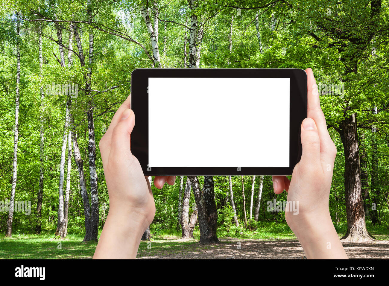 naturalist photographs oak and birches in forest Stock Photo - Alamy