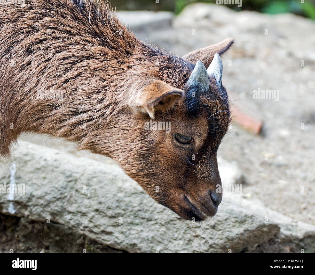 portrait of a small goat Stock Photo - Alamy