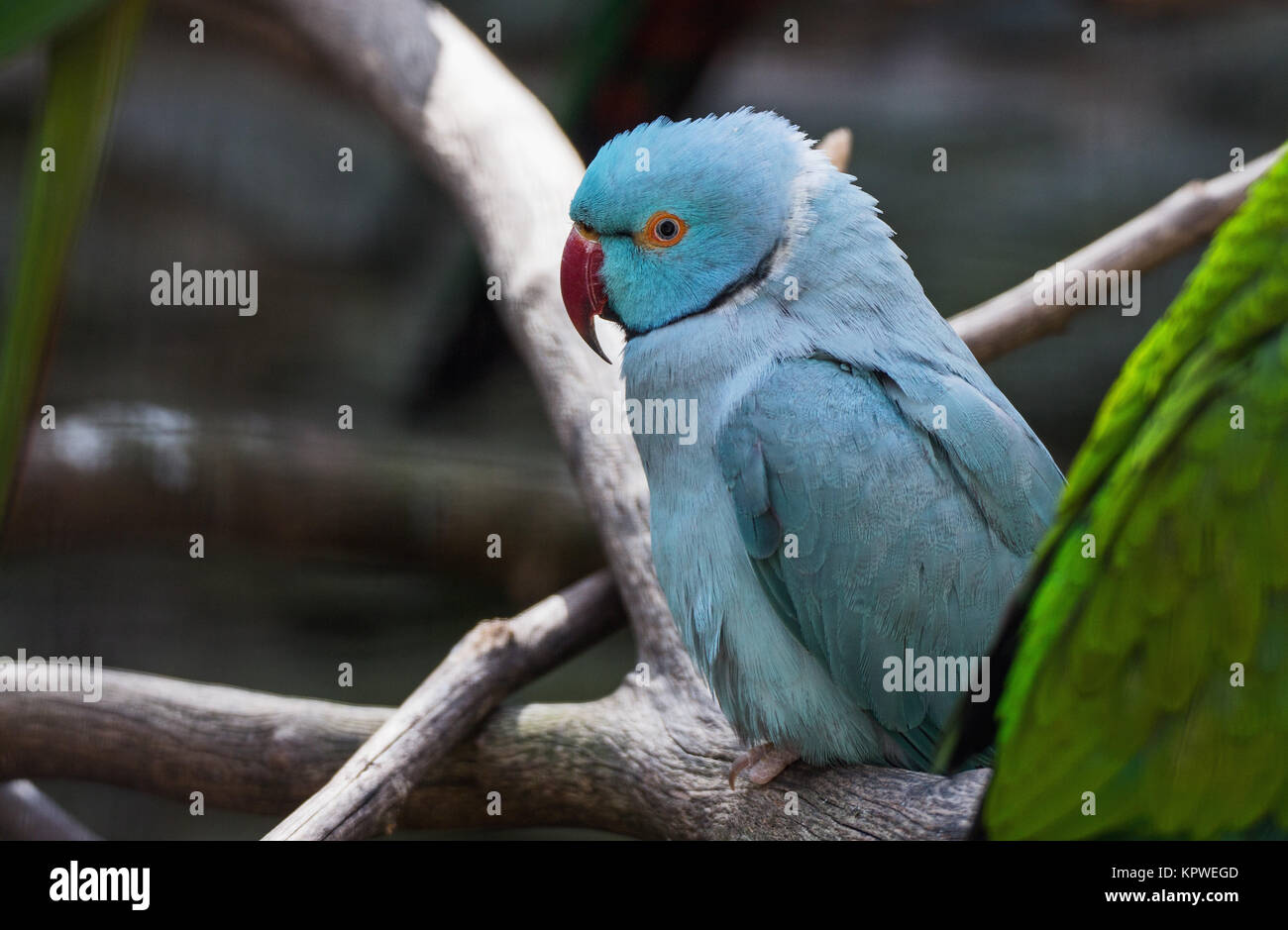 Small parrots hi-res stock photography and images - Alamy