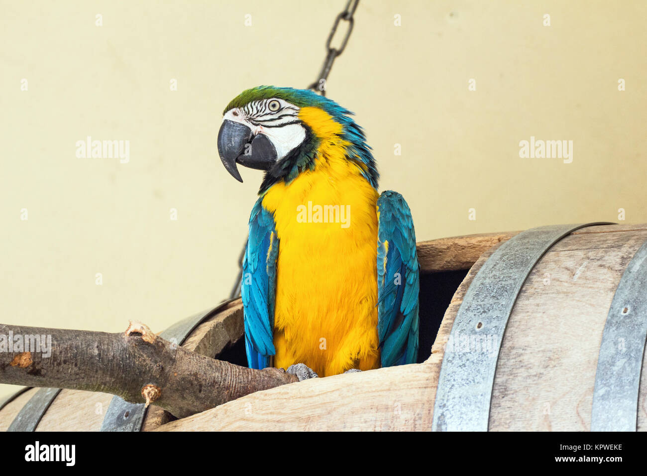 blue yellow ara Stock Photo - Alamy