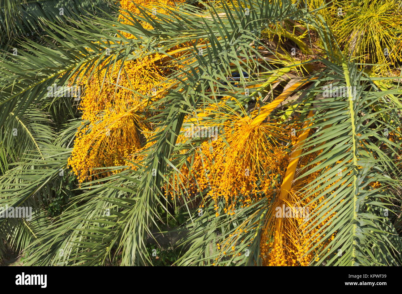 Date Palm Harvest Stock Photo - Alamy