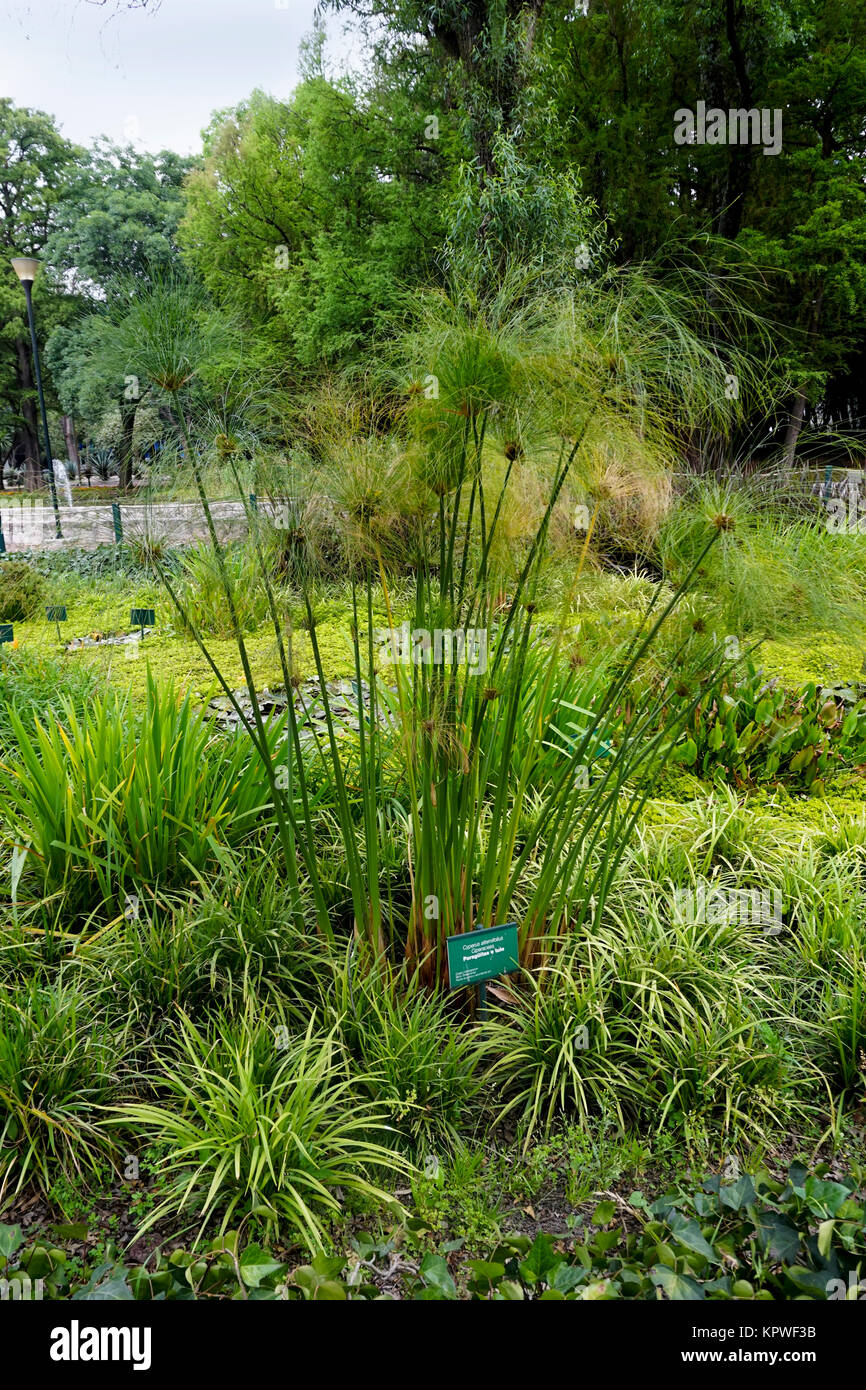 Tall umbrella papyrus, (Cyperus alternifolius) in the Wetland plants in ...
