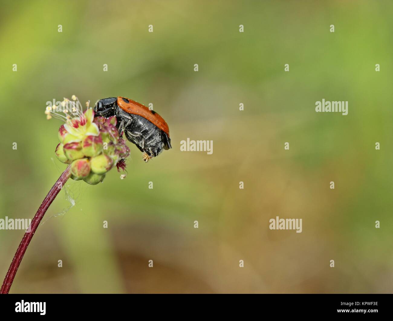 four-punctured ant bag beetle (clytra quadripunctata) at egg laying ...