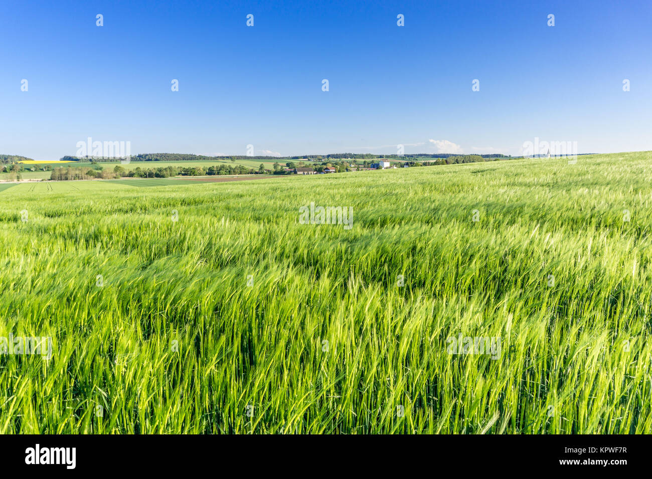 gerstenfeld in may Stock Photo - Alamy
