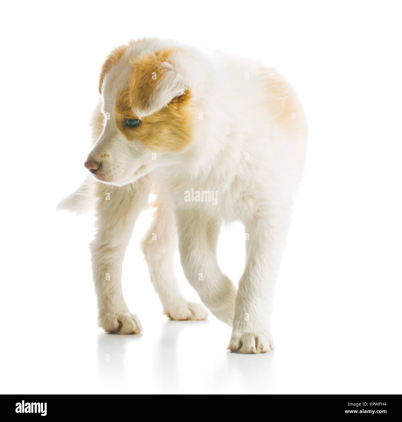 Happy border collie white Cut Out Stock Images & Pictures - Alamy