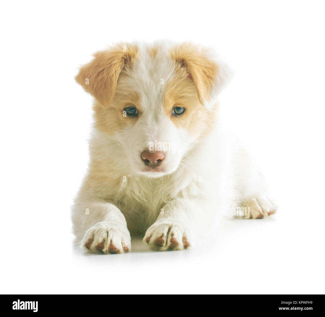 Border Collie puppy Stock Photo - Alamy