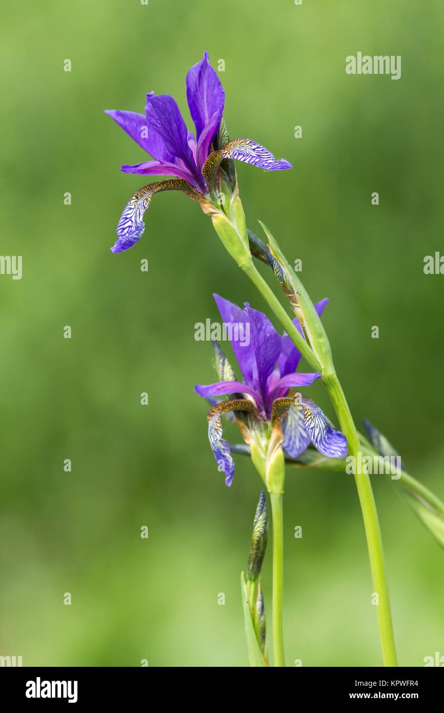 blue iris / blue iris Stock Photo - Alamy