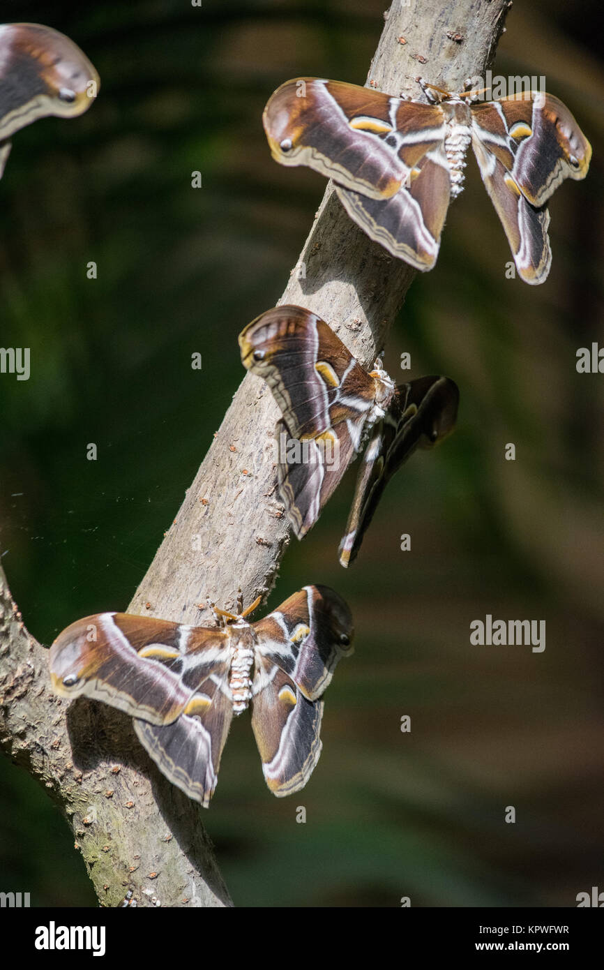 a trio of moths hanging out on a branch Stock Photo - Alamy
