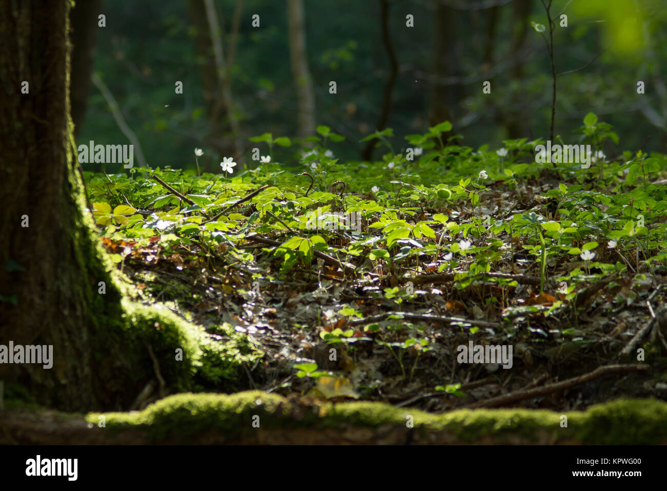 magical forest ground beautiful outdoor nature details Stock Photo - Alamy