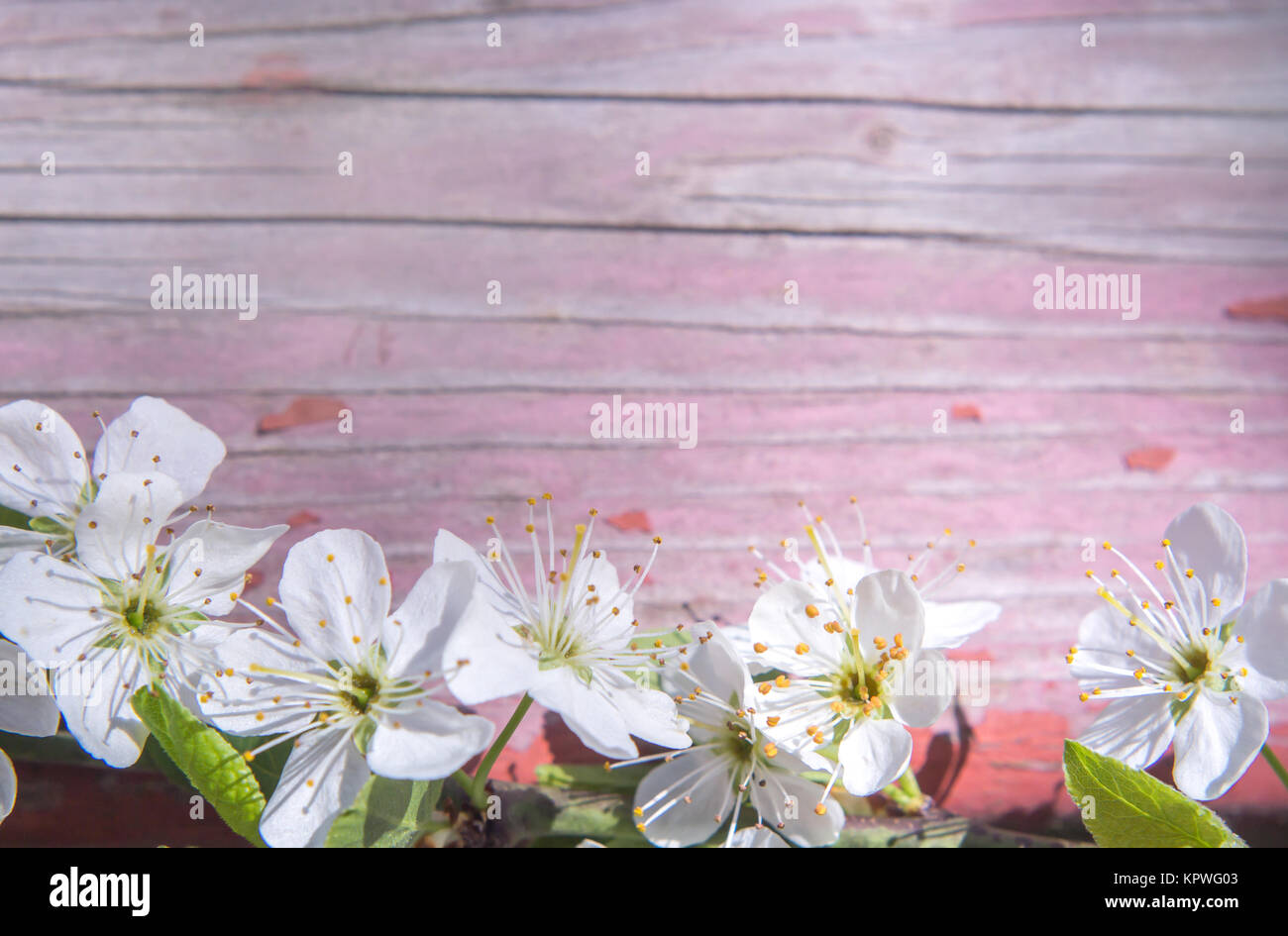spring flowers background soft rosa pastel weathered wood Stock Photo ...