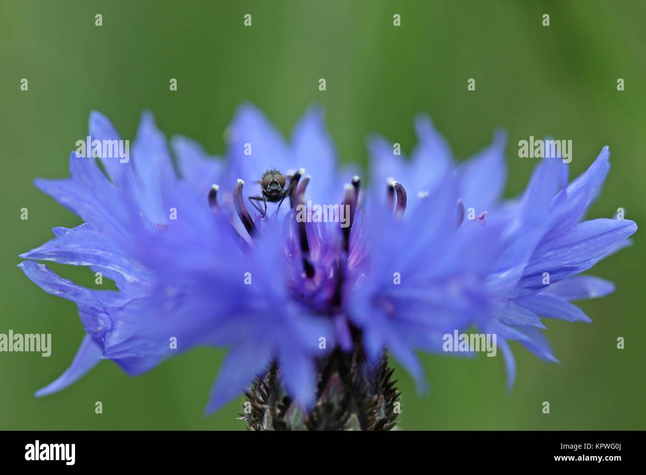 Insect with blue eyes hi-res stock photography and images - Alamy