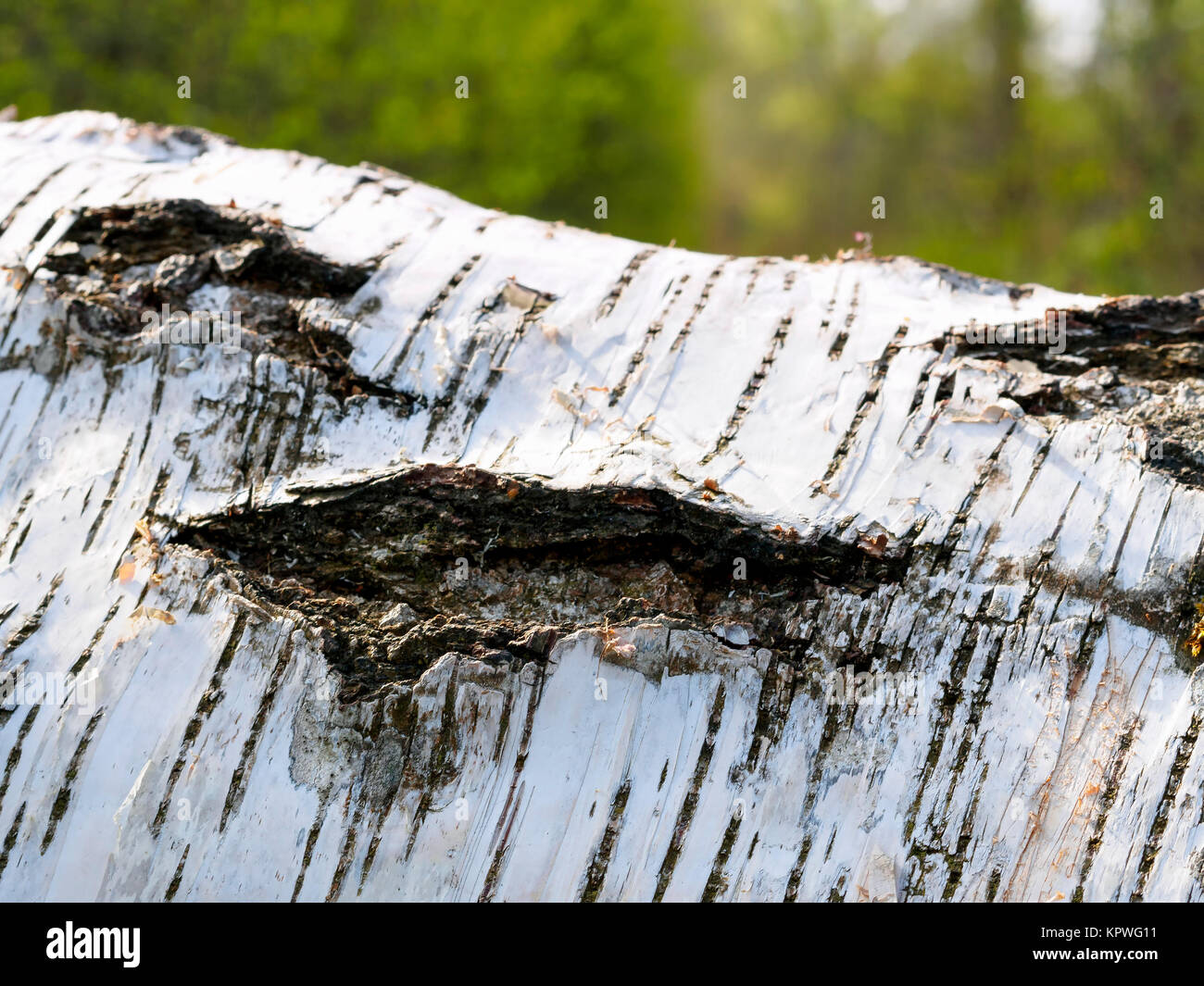 Silver birch close up hi-res stock photography and images - Alamy