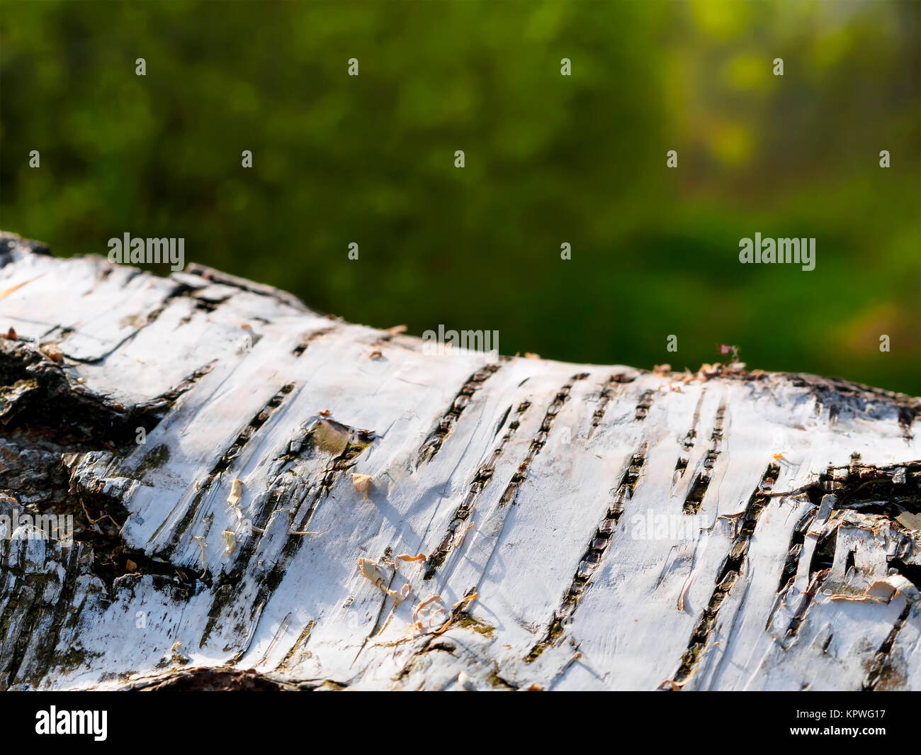 Birch tree background Stock Photo - Alamy
