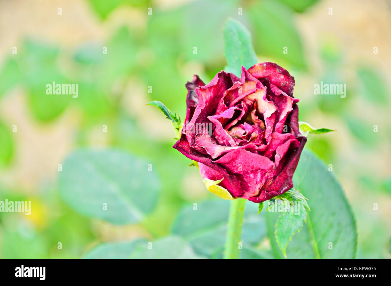 Faded rose isolated Stock Photo - Alamy
