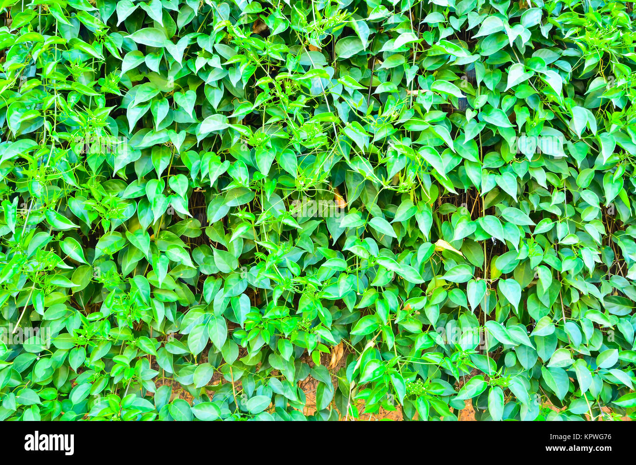 Green leaf wall close up Stock Photo - Alamy