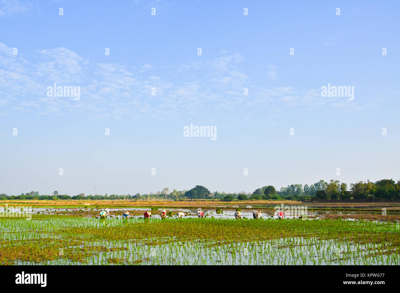 Lawn with nature planting grain hi-res stock photography and images - Alamy
