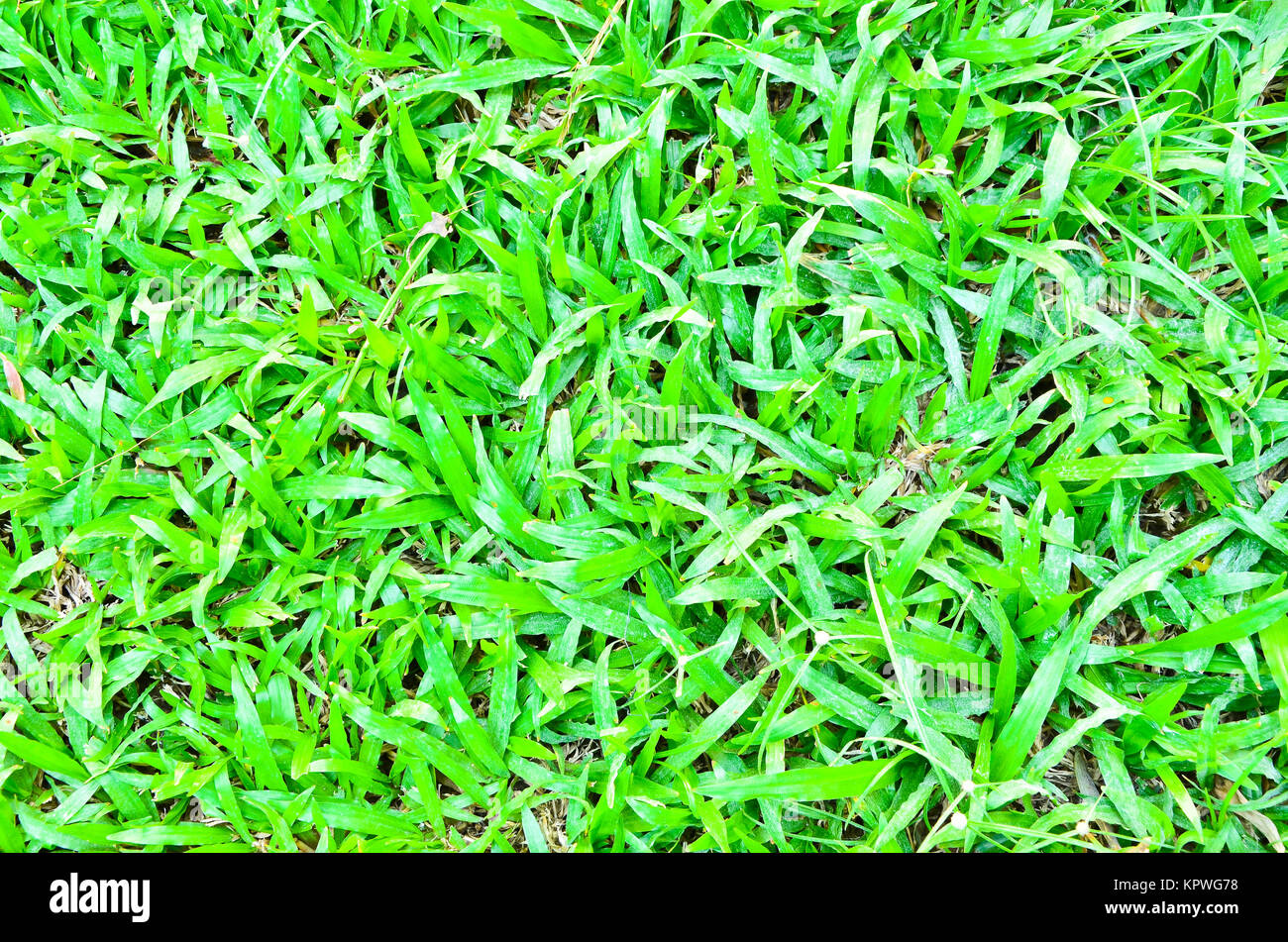Grass flour dust Stock Photo - Alamy