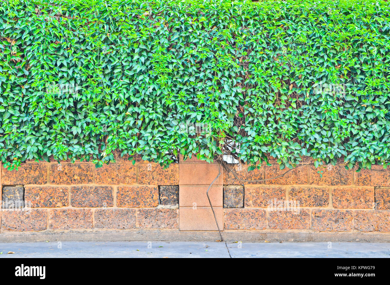 Green leaf wall Stock Photo - Alamy