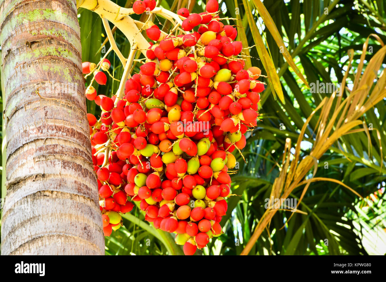 Palmitic hi-res stock photography and images - Alamy