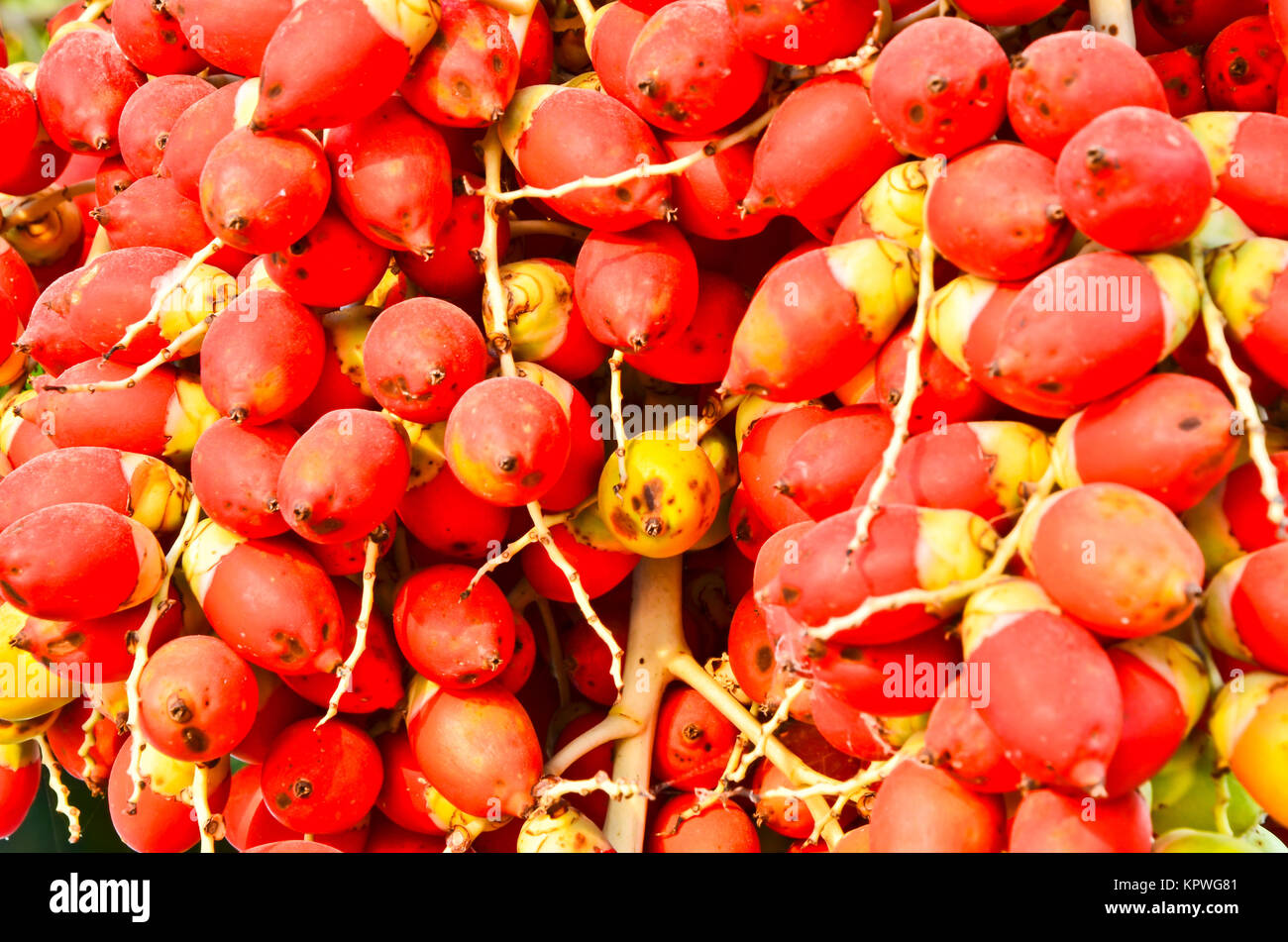 Ghana farming technology hi-res stock photography and images - Alamy