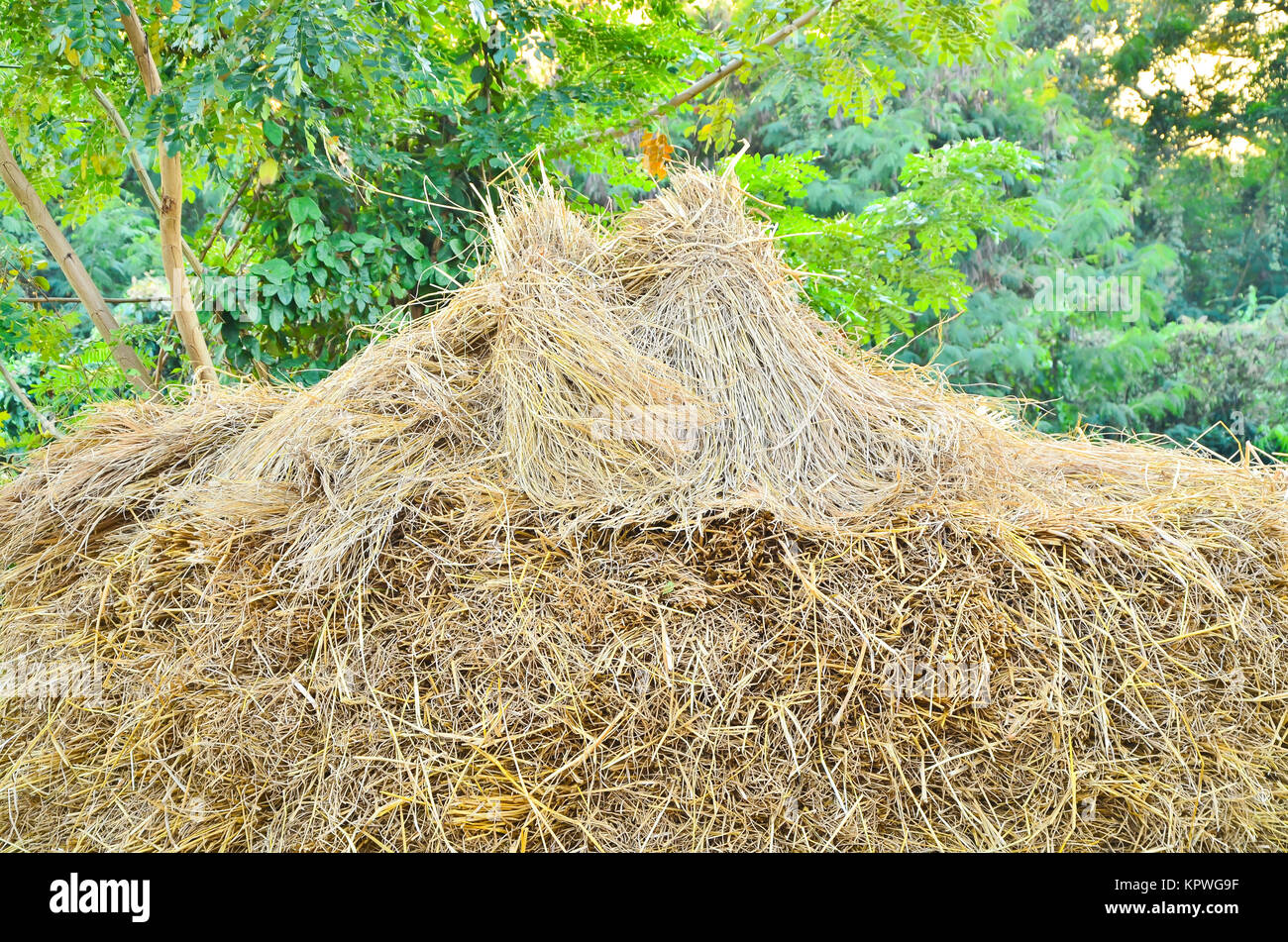 Rice Bale Stock Photos & Rice Bale Stock Images - Alamy