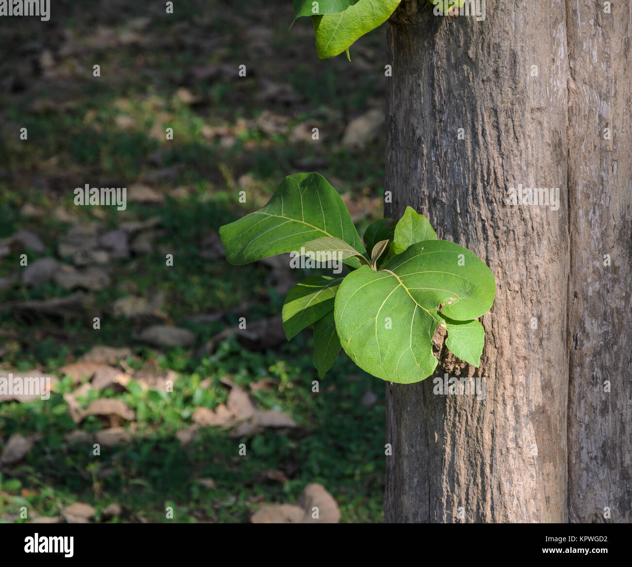 Green leaves growing in tree trunk Stock Photo - Alamy