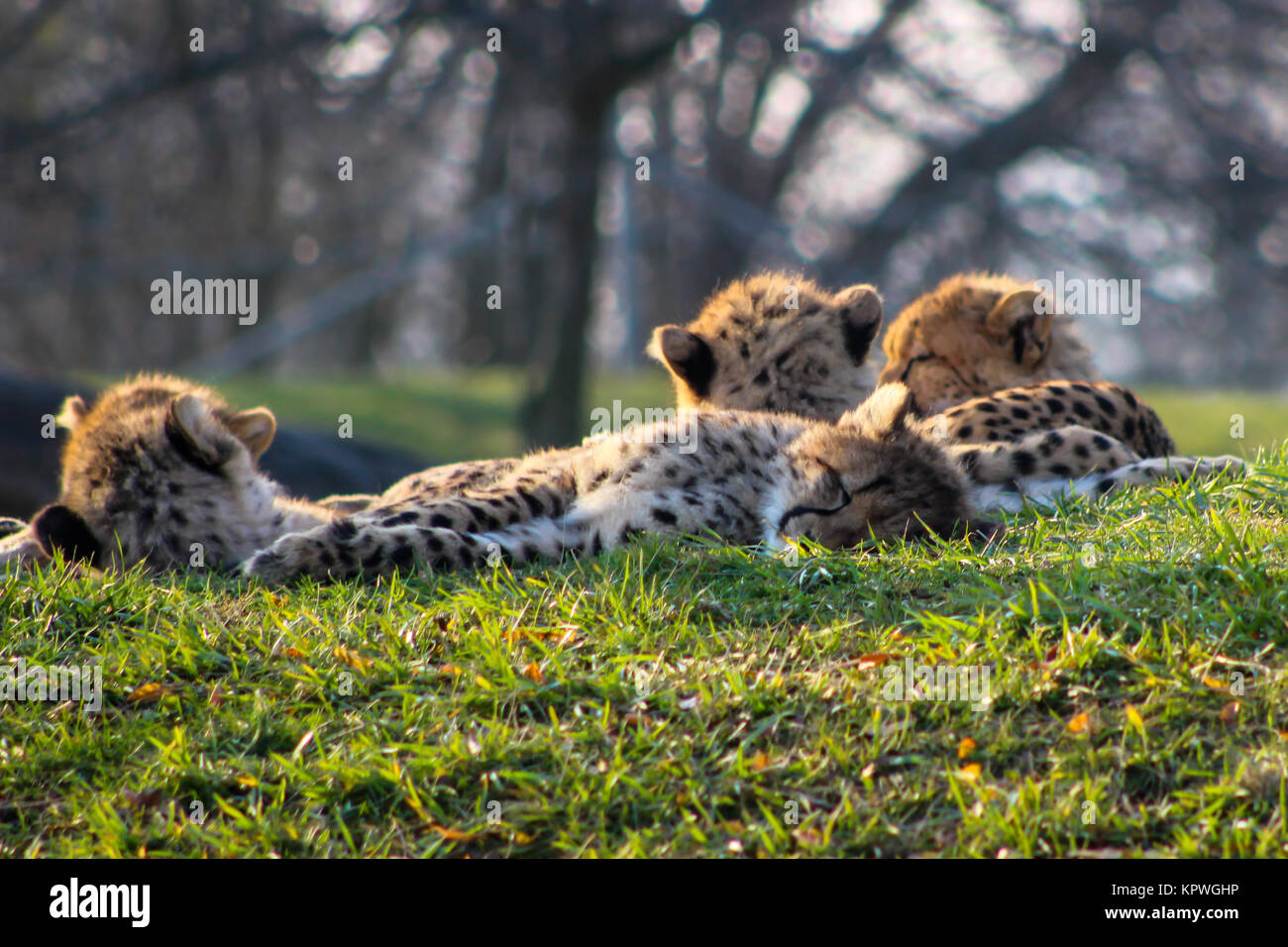 pack of baby cheetahs laying together Stock Photo - Alamy