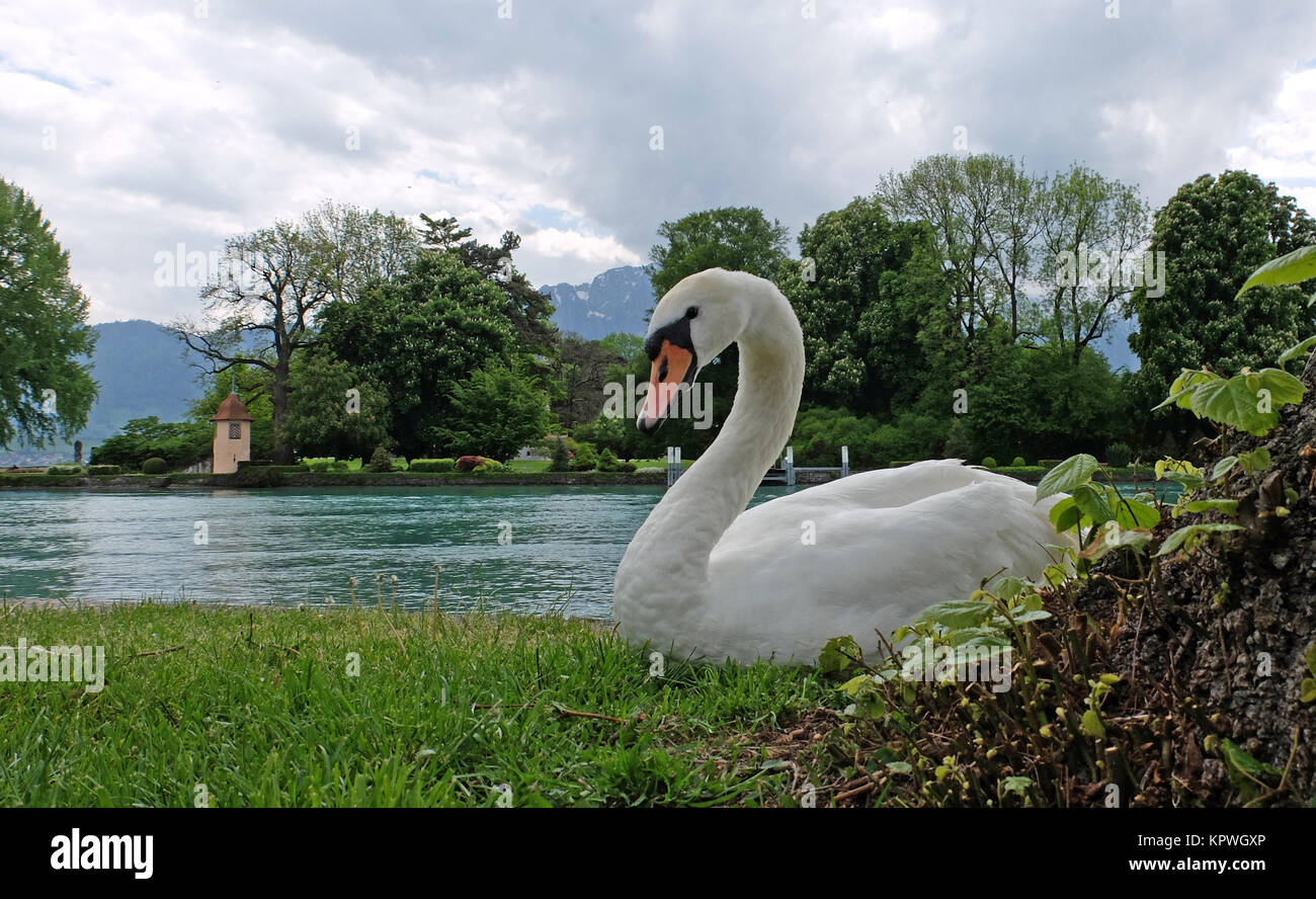 swan brooding on the aare Stock Photo - Alamy