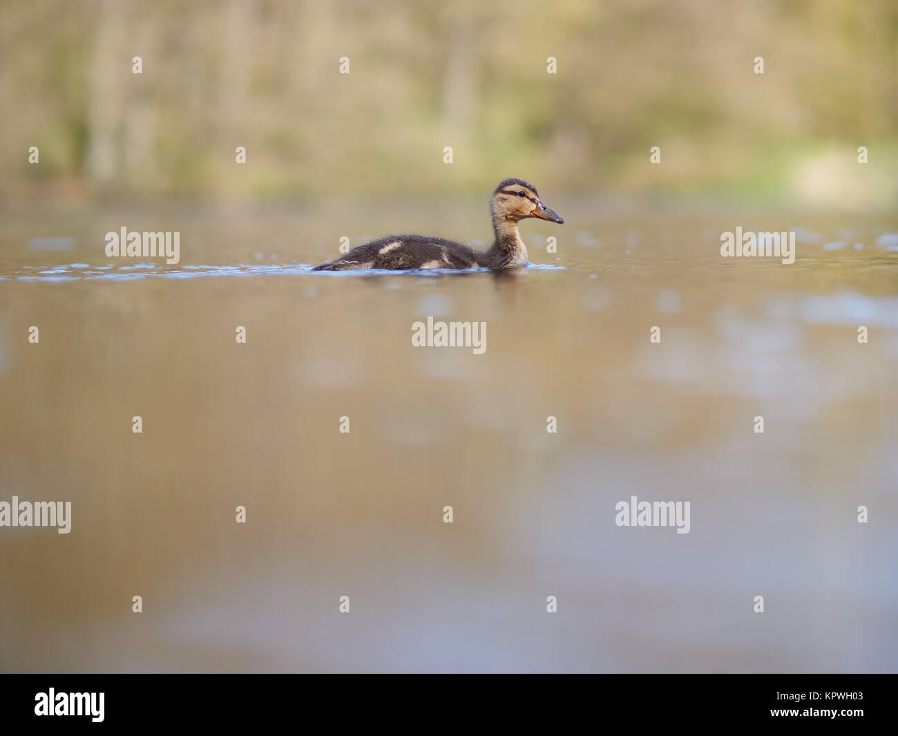 Duckling jumping hi-res stock photography and images - Alamy