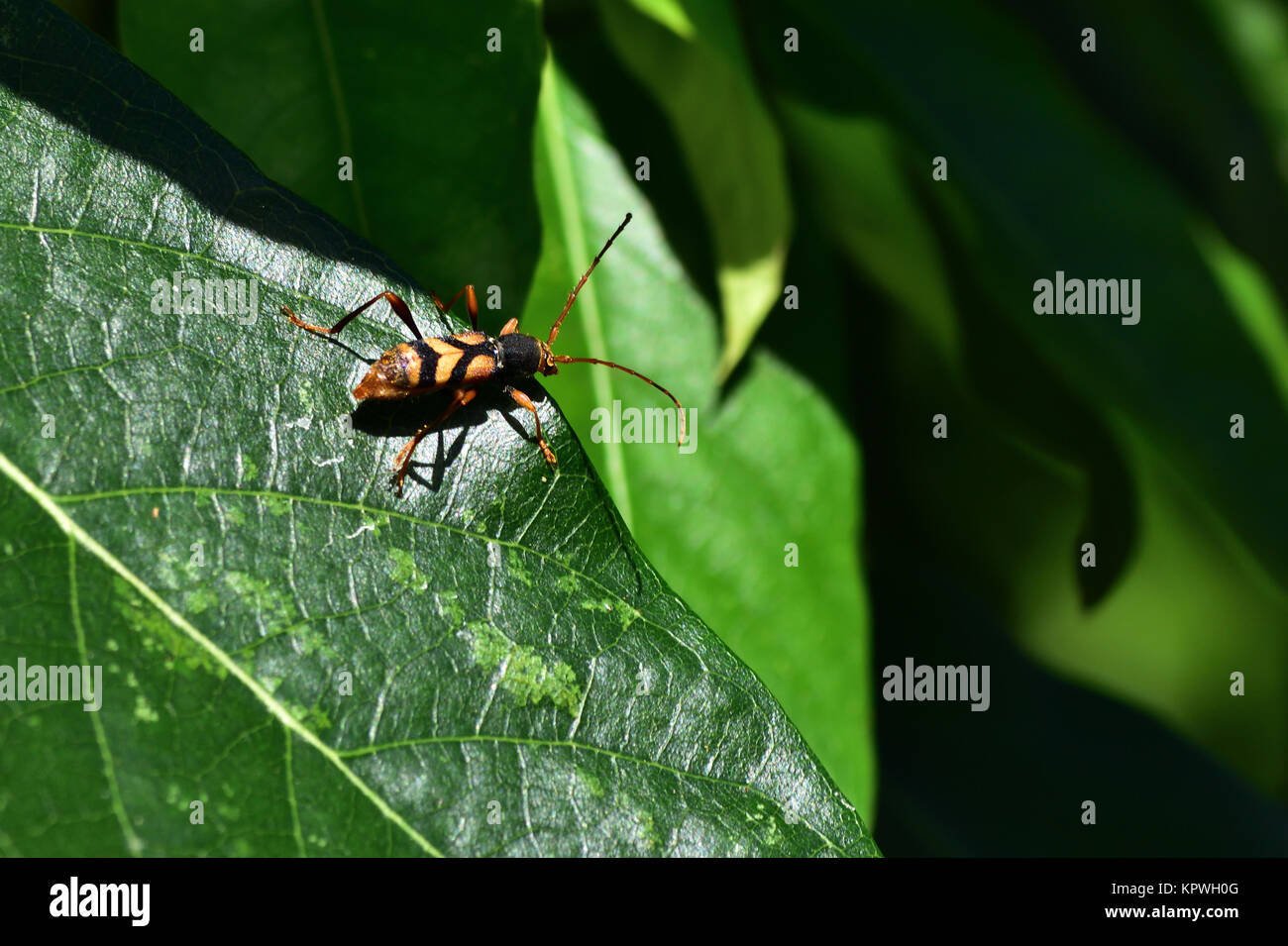 Australian Beetle High Resolution Stock Photography and Images - Alamy