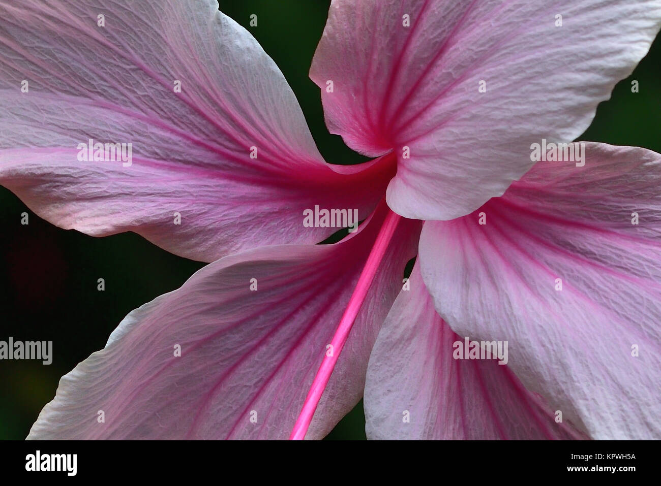 Hibiscus Flowers High Resolution Stock Photography and Images - Alamy