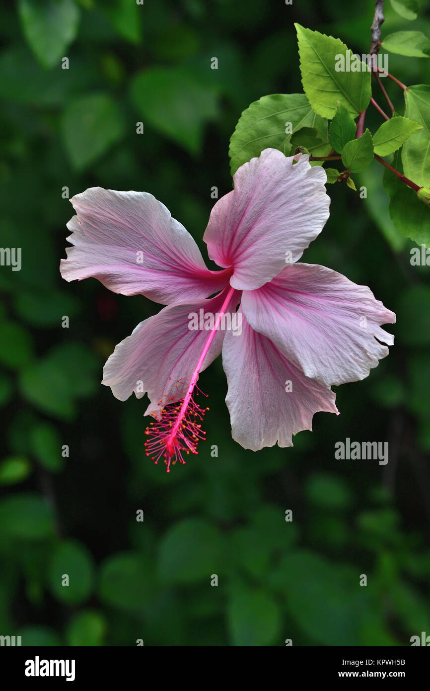 Australian Flowers Photo Stock Photos & Australian Flowers Photo Stock ...