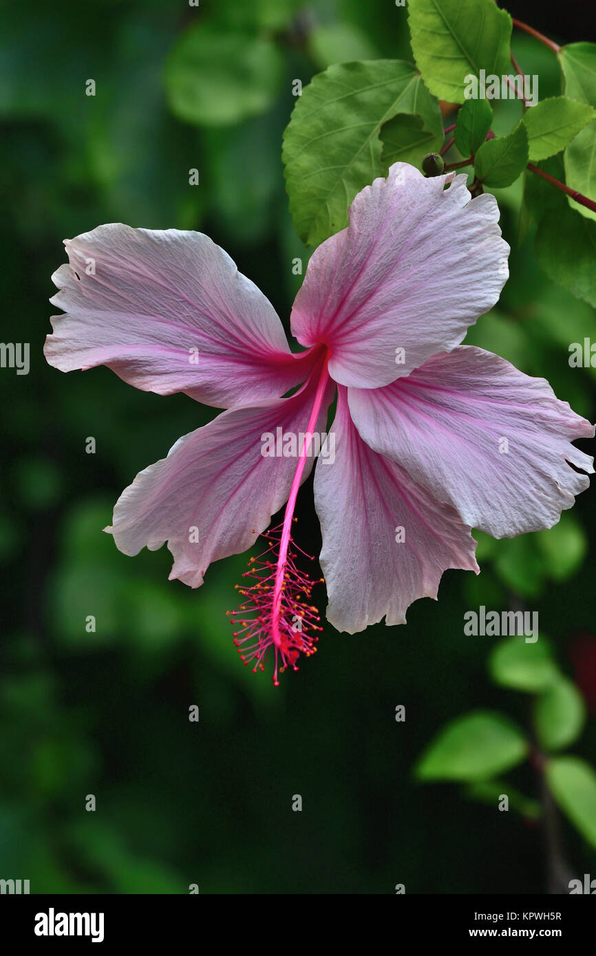 Australian Flowers Photo Stock Photos & Australian Flowers Photo Stock ...